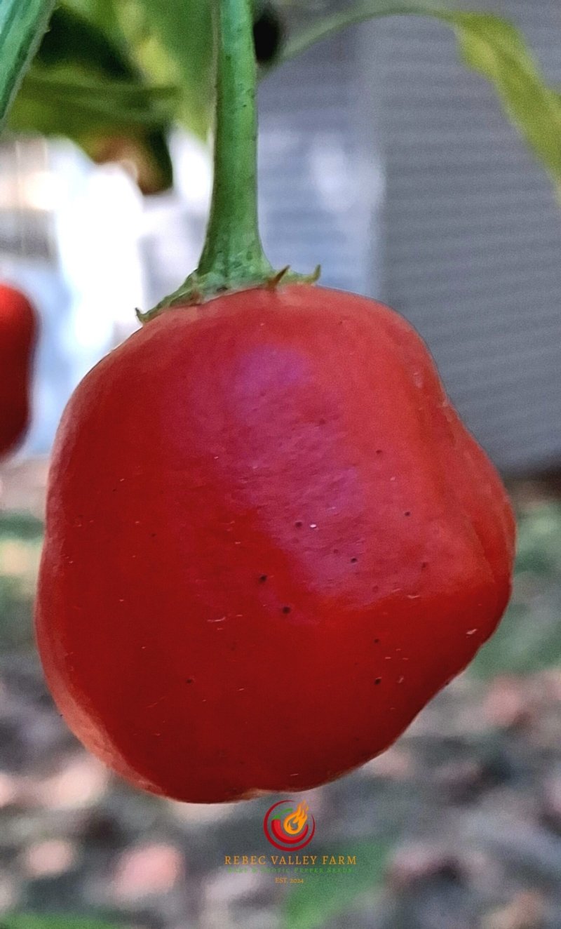 Aji Rainforest Pepper | Rebec Valley Farm