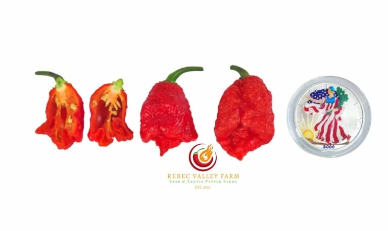 7 Pot Primo Pepper | Rebec Valley Farm