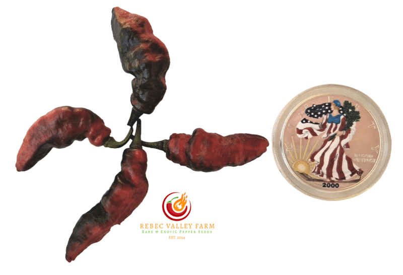 Piment Leopard Pepper | Rebec Valley Farm