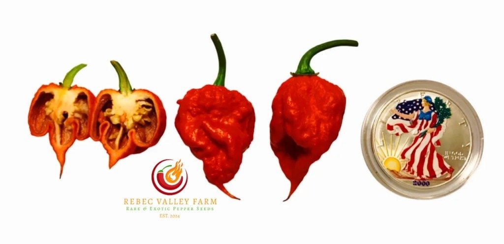 Purple Death Pepper | Rebec Valley Farm