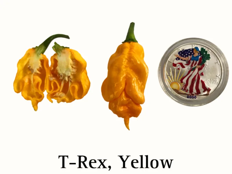 T-Rex Yellow Pepper | Rebec Valley Farm