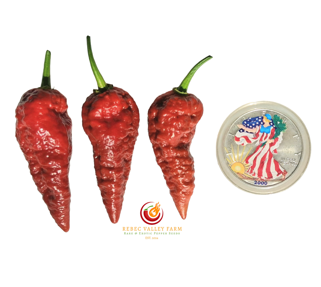 Leviathan Gnarly Scorpion Pepper | Rebec Valley Farm