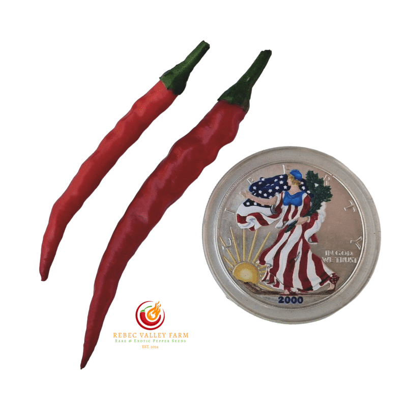 Long Slim Red Cayenne Pepper | Rebec Valley Farm